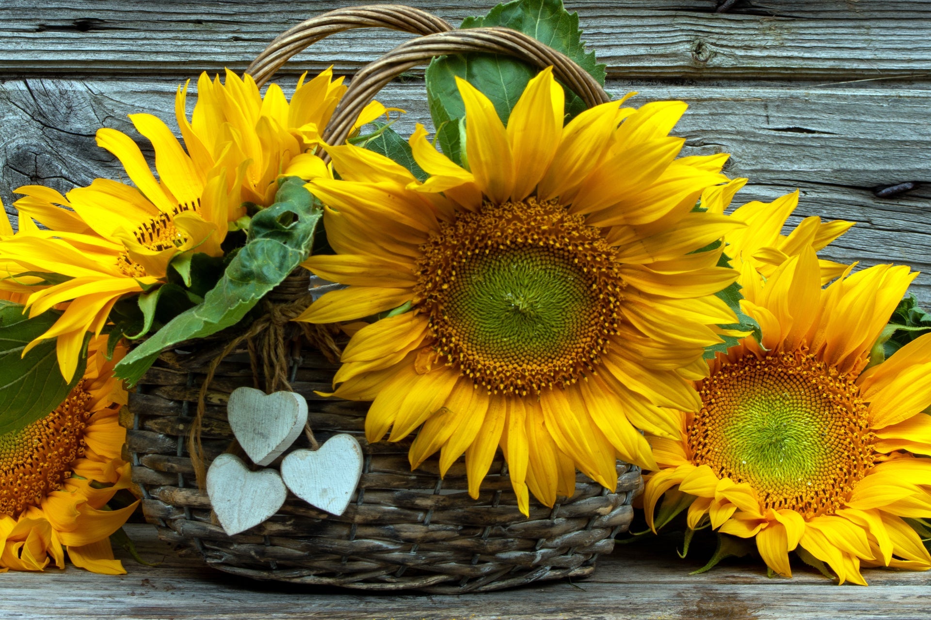 Sunflowers flowers in Mullens, WV | Abc Florist – Local Flower Delivery